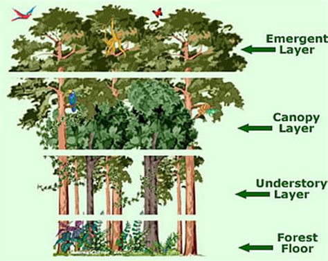 Levels Of The Rainforest Tropical Rainforest