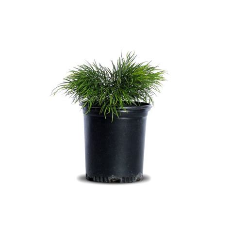 Cousin Itt Bower Wattle Artofit