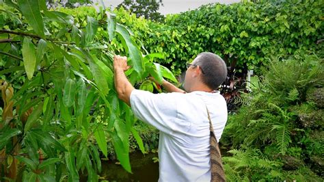 Fruit Trees Home Gardening Apple Cherry Pear Plum Mango Tree
