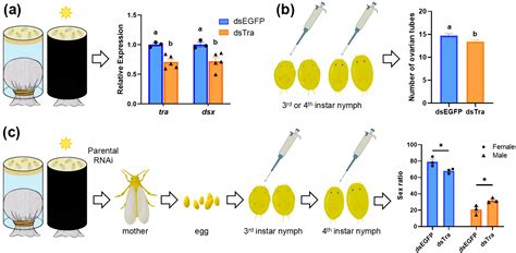 Transformer Is Involved In Female Sex Determination In Bemisia Tabaci