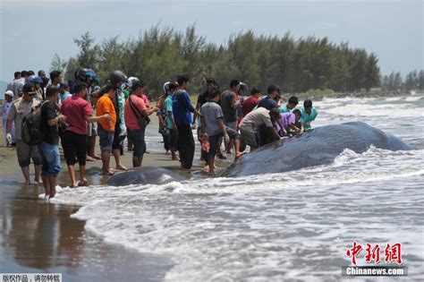 巨鲸迷失方向在印尼海滩搁浅死亡 组图 国际在线