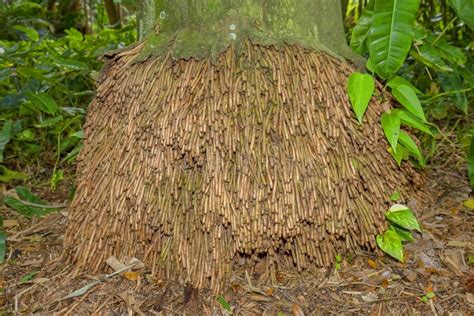 Palm Tree Root System Stock Image Image Of Roots Plants 66594415
