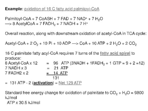 calculate the of atp produced from 16c ffa wizedu