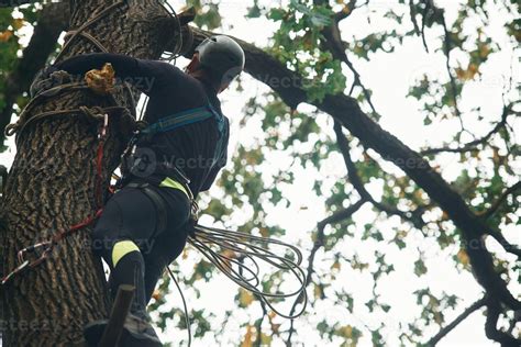 Tree Surgeon Logo Stock Photos Images And Backgrounds For Free Download