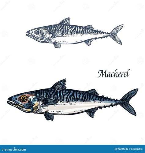 Mackerel Fish Vector Isolated Sketch Icon Stock Vector Illustration