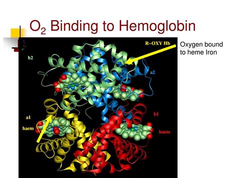 PPT Myoglobin Hemoglobin PowerPoint Presentation Free Download ID
