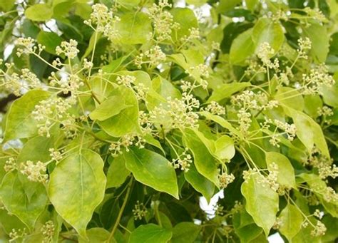 カイヅカイブキ貝塚伊吹メイの気まぐれ植物図鑑