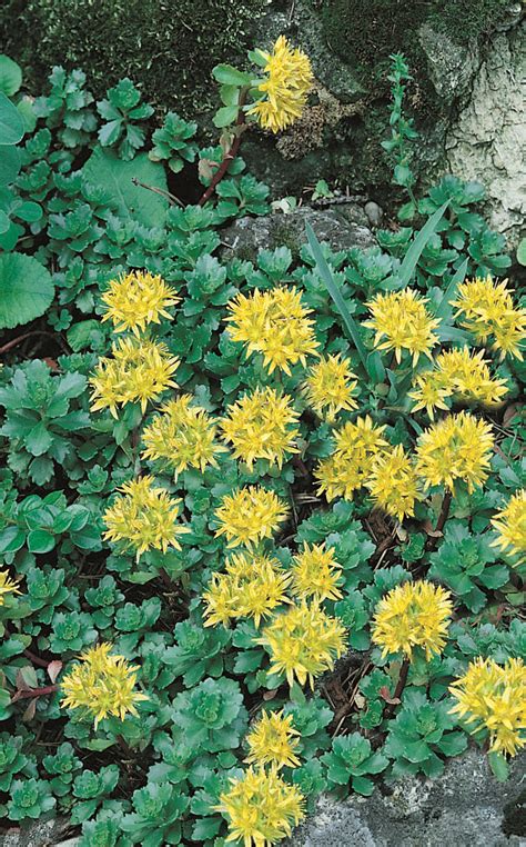 Sedum Selskianum Armlee Nurseries