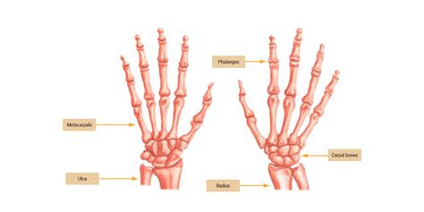 Distal Radius Distal Radius Fracture Broken Wrist In Singapore