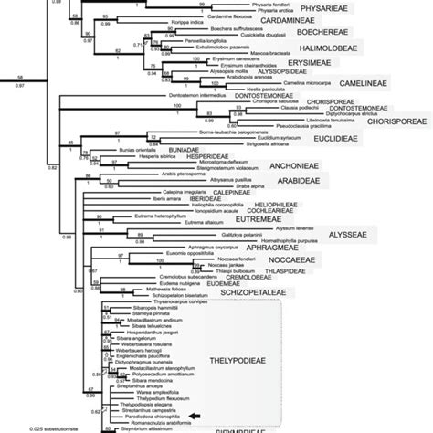Bayesian 50 Majority Rule Consensus Tree From 12000 Trees Obtained