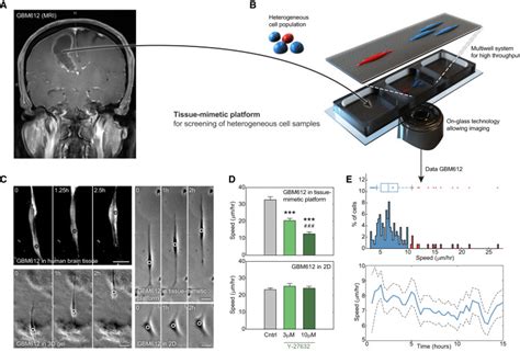 Phenotypic Screening Of Heterogeneous Cell Populations Recapitulates Download Scientific
