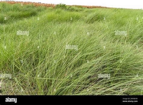 A Beautiful Green Kans Grass Kash Phool In Bengali Language Field In