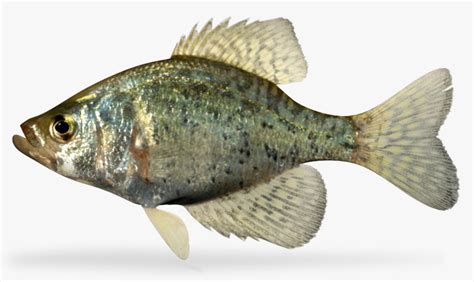 Pomoxis Nigromaculatus Black Crappie 3d Ma