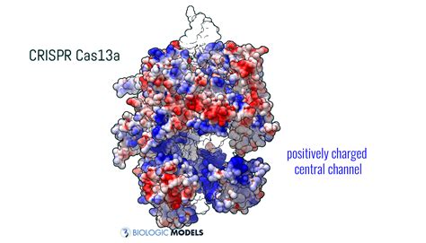 Crispr Cas13a Biologic Models