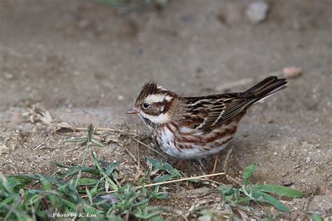 Овсянка ремез Красная Книга Птицы Пензенской области · Inaturalist
