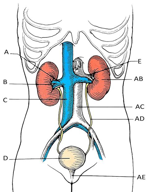 Draw A Diagram Of The Urinary System Urinary Diagram System