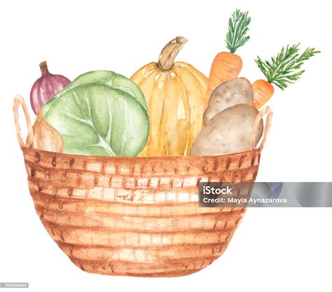 나무 상자 그림에 수채화 야채 신선한 정원 야채 클립 아트 정원 수확 음식 클립 아트 양파 양배추 당근 호박 감자 가을에 대한 스톡 벡터 아트 및 기타 이미지 Istock