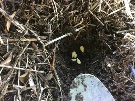 How To Save Pumpkin Seeds For Planting From Store Bought Or Homegrown