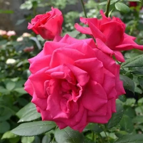 Саженцы роз Маритим - купить плетистую розу Maritim | Магазин Экосад