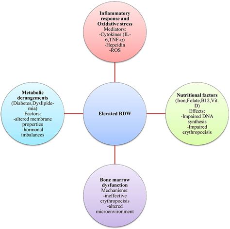 Beyond Anemia Red Cell Distribution Width As A Universal Biomarker In Contemporary Medicine