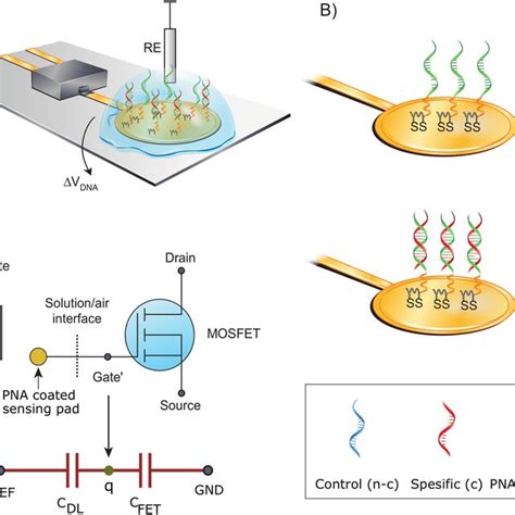 Label And Wash Free Dna Detection By Fet Dna Sensor The Fet Extended