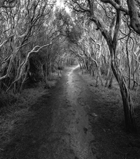 Tree Tunnel Eagles Nest Fine Art Gallery