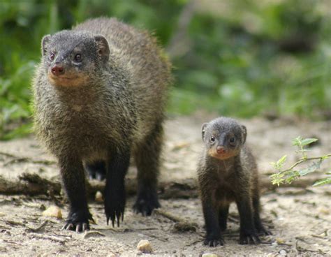 Escorting In Banded Mongooses Download Scientific Diagram
