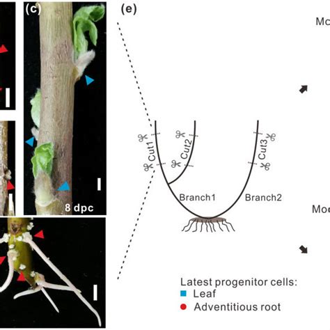 Sampling Strategies Considering Two Possible Segregation Models A D