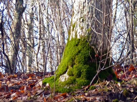 Where Does Moss Grow Creasey Mahan Nature Preserve