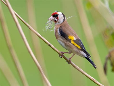 European Goldfinch Bird Facts Carduelis Carduelis Birdfact
