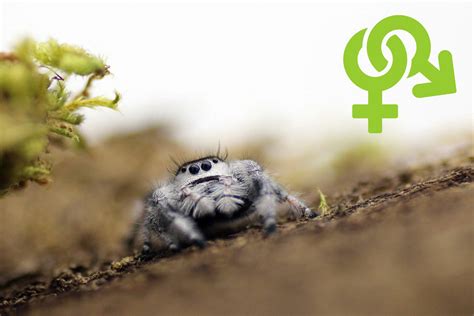 Sex Determination Of Jumping Spiders Insektenliebe