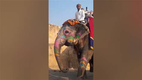 පාට කරපු අලි පෙරහැර ලෝකෙටම එකද ඉන්දියාවේ මේ Youtube