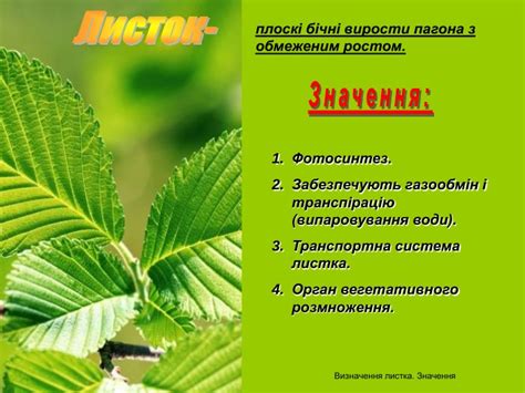 Презентація Будова листка