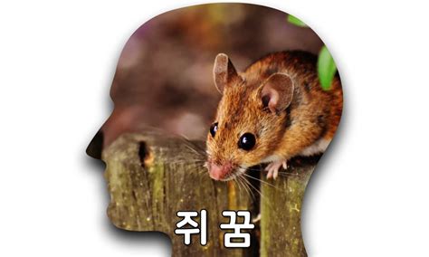 쥐 꿈 해몽 및 의미 풀이 나오는 잡는 죽는 새끼 검은쥐 쥐똥