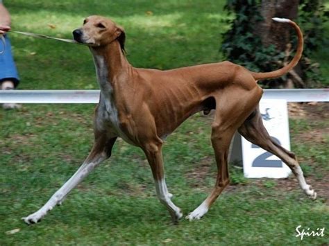 Sighthound ~ Everything You Need To Know With Photos Videos