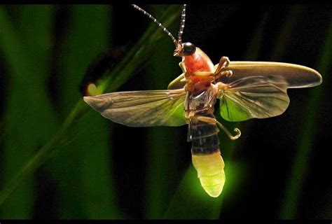 Know The Mystery Behind Firefly Why They Glow At Night आखिर लालटेन लेकर क्यों घूमते हैं