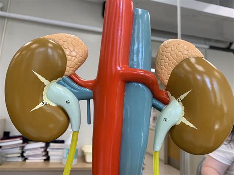 Urinary System 4 Diagram Quizlet