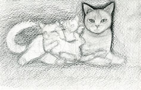 How To Draw Realistic Cats Draw Real Cats Step By Step Drawing Guide By Finalprodigy