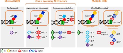 Repertoires Of Nhej Presumed Actors In Model Bacteria From Minimal Nhej
