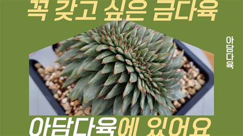 220915 이건 나한테 없는 건데 갖고 싶다 아담다육 마릴린 제이드스타 엘크혼 YouTube