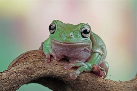 Premium Photo Dumpy Frog Litoria Caerulea Closeup On Branch