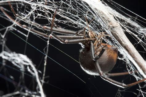 Spider Sex Spiderbytes