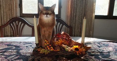 Fall Photo Sessions Summers Fabulous Cat Life