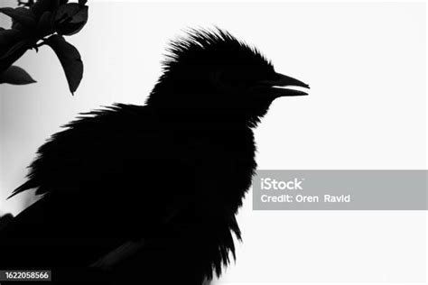 국내 환경에서 한 마리의 성숙한 일반인도 Myna 새의 고립된 클로즈업 초상화 Rehovot 이스라엘 갈색에 대한 스톡 사진 및 기타 이미지 Istock