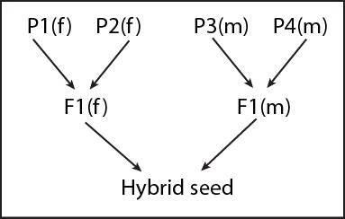 Chapter New Line Development And New Line Evaluation Single Cross Hybrid Cultivar Development