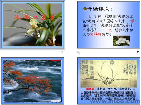 失根的兰花ppt 鲁教版