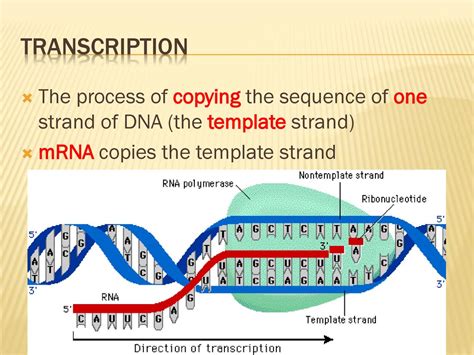 Protein Synthesis Ppt Download