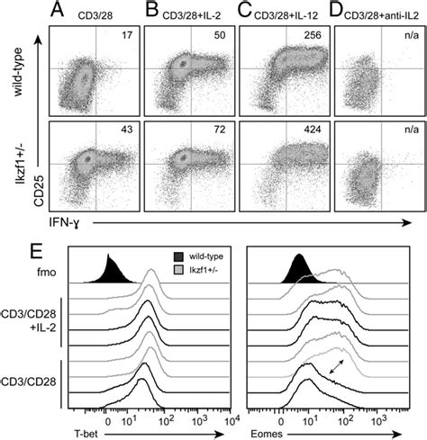 Cd8 T Cells Hemizygous For The Ikzf1 Gene Exhibit Enhanced Effector Download Scientific
