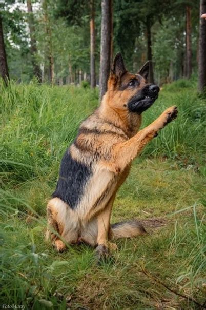 Идёт предварительный набор в групповые занятия на Февраль общий курс дрессировки собак ОКД