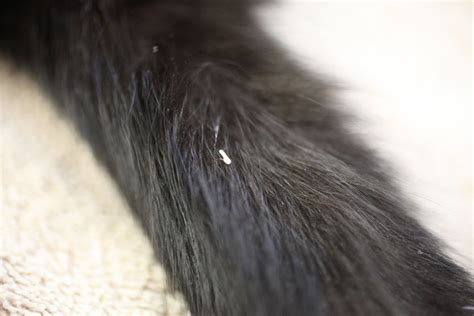 Паразиты кошек картинки и фото Koshka Top